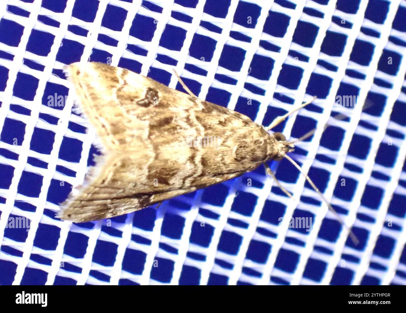 Old World Webworm (Hellula undalis Stock Photo - Alamy