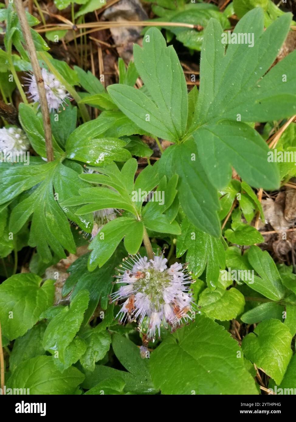 ballhead waterleaf (Hydrophyllum capitatum Stock Photo - Alamy