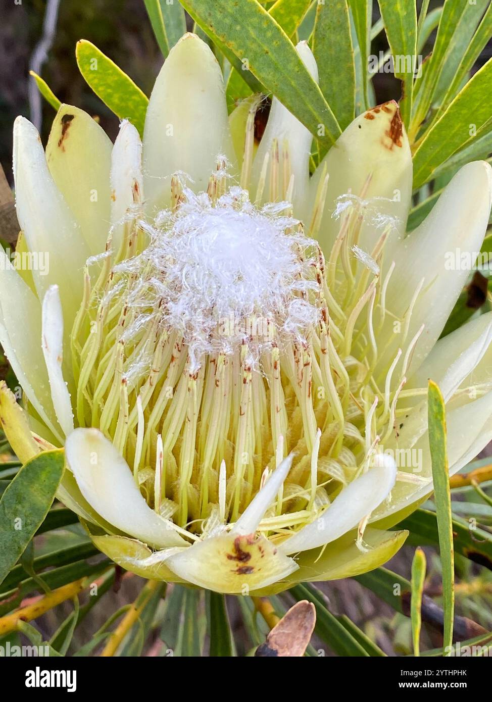 Common Sugarbush (Protea repens Stock Photo - Alamy