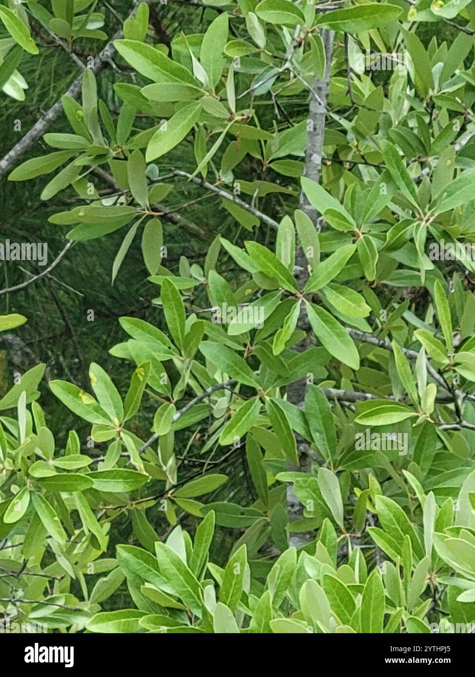 bluejack oak (Quercus incana Stock Photo - Alamy