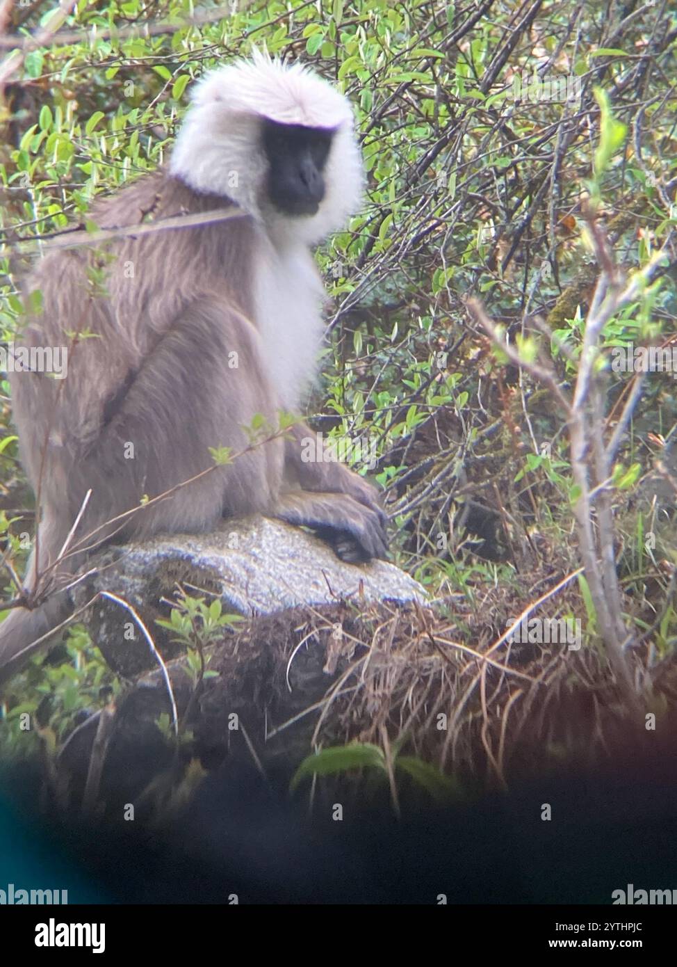 Nepal sacred langur hi-res stock photography and images - Alamy