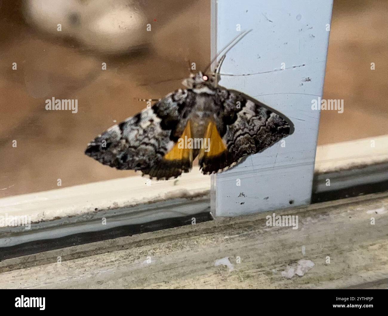 False Underwing (Allotria elonympha Stock Photo - Alamy