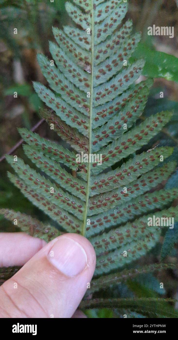 Rasp fern hi-res stock photography and images - Alamy
