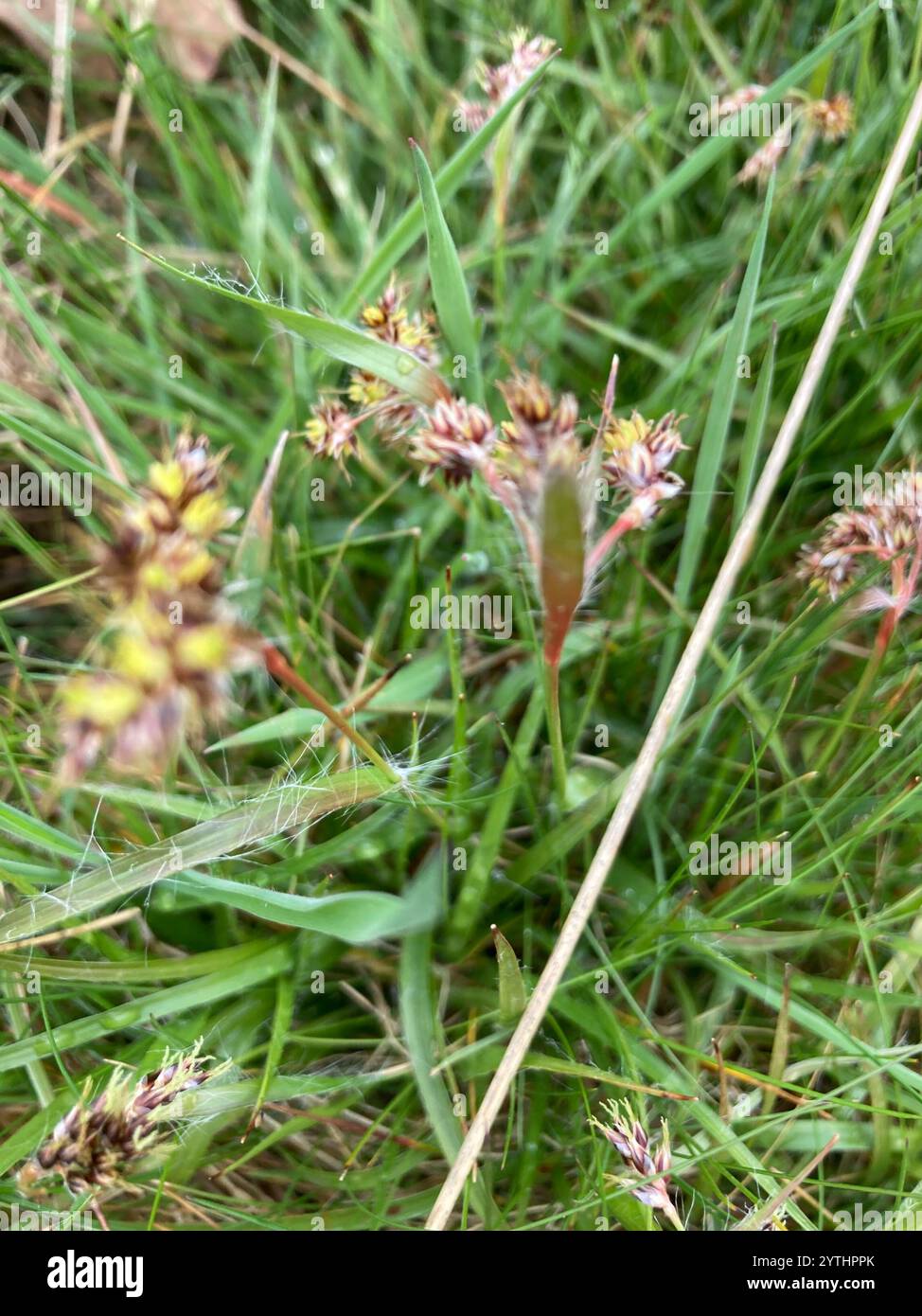 Field woodrush (Luzula campestris Stock Photo - Alamy