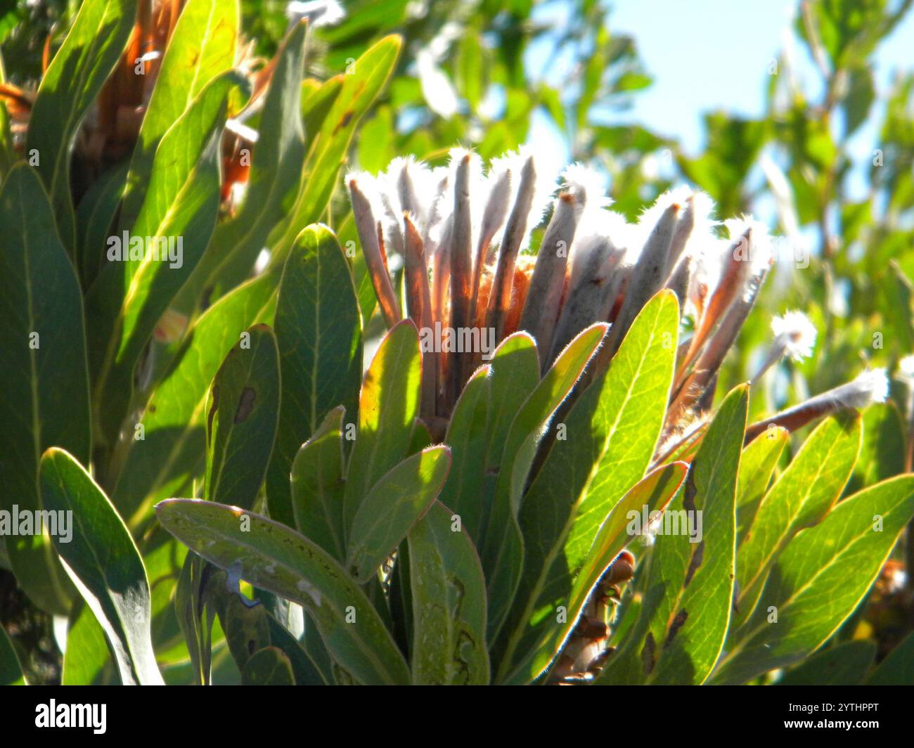 Oleander-leaf Protea (Protea neriifolia Stock Photo - Alamy