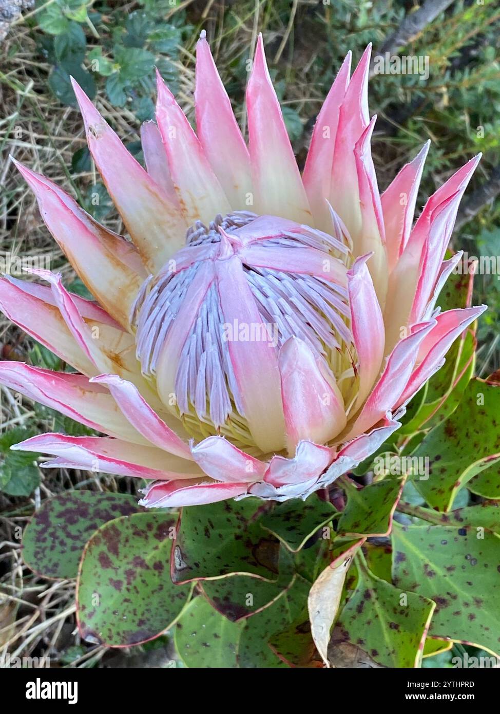 King Protea (Protea cynaroides Stock Photo - Alamy