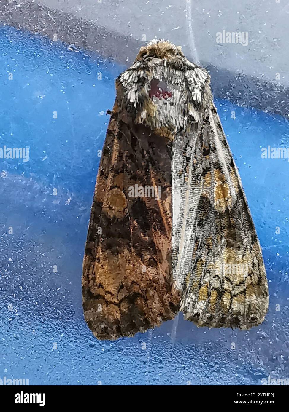 Coronet (Craniophora ligustri Stock Photo - Alamy