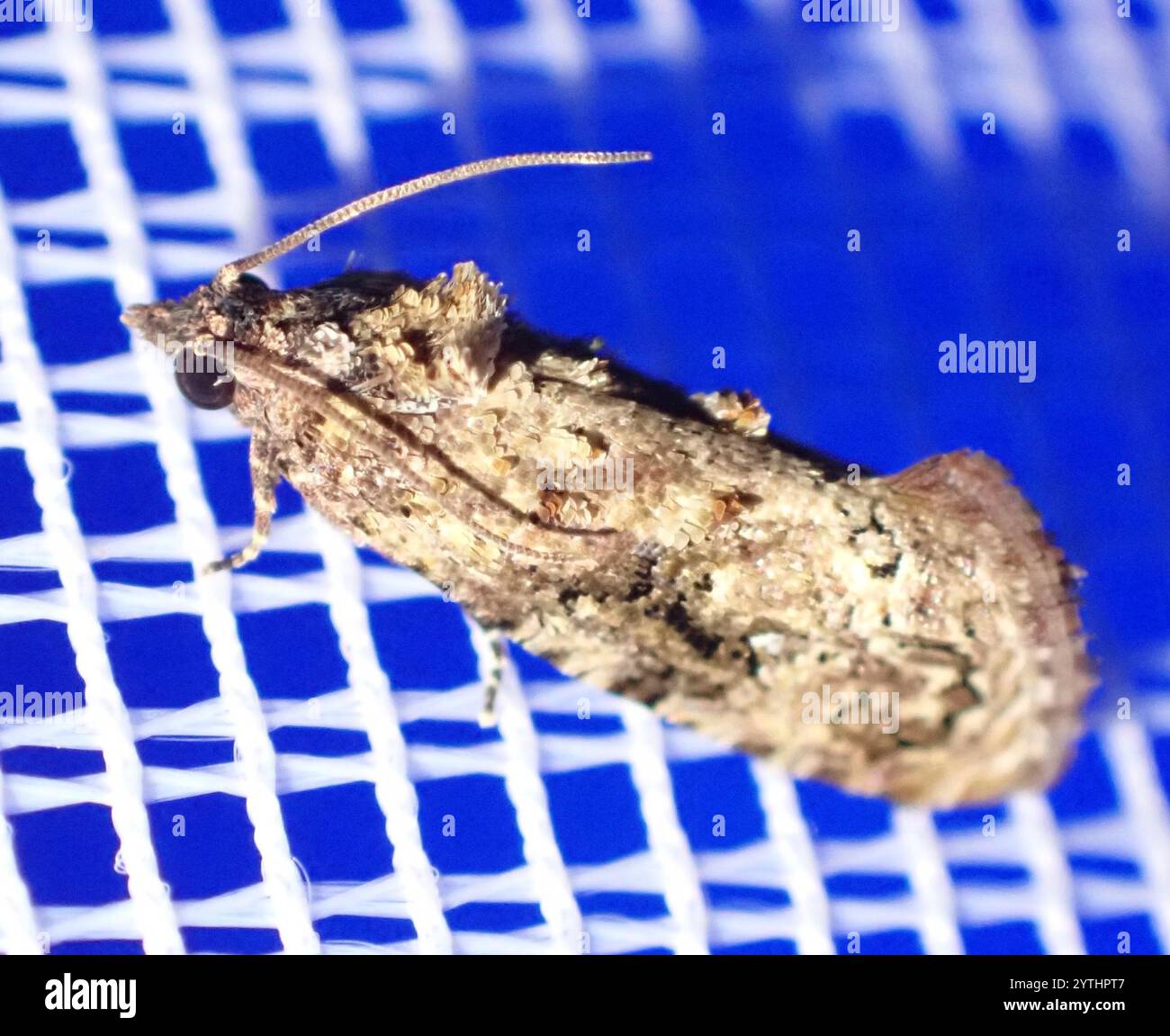 False Codling Moth (Thaumatotibia leucotreta Stock Photo - Alamy