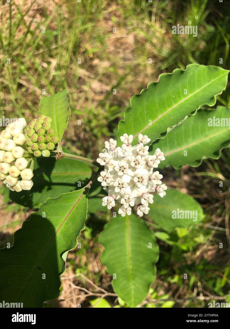 redring milkweed (Asclepias variegata Stock Photo - Alamy