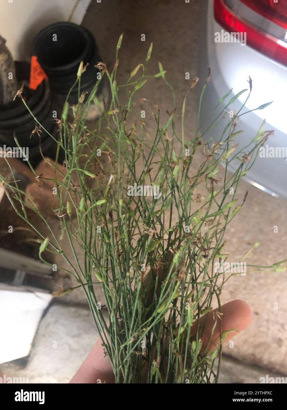 Smooth Cat's Ear (Hypochaeris glabra Stock Photo - Alamy