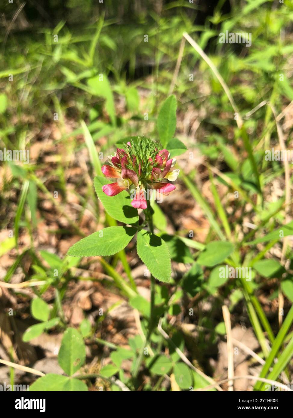 buffalo clover (Trifolium reflexum Stock Photo - Alamy