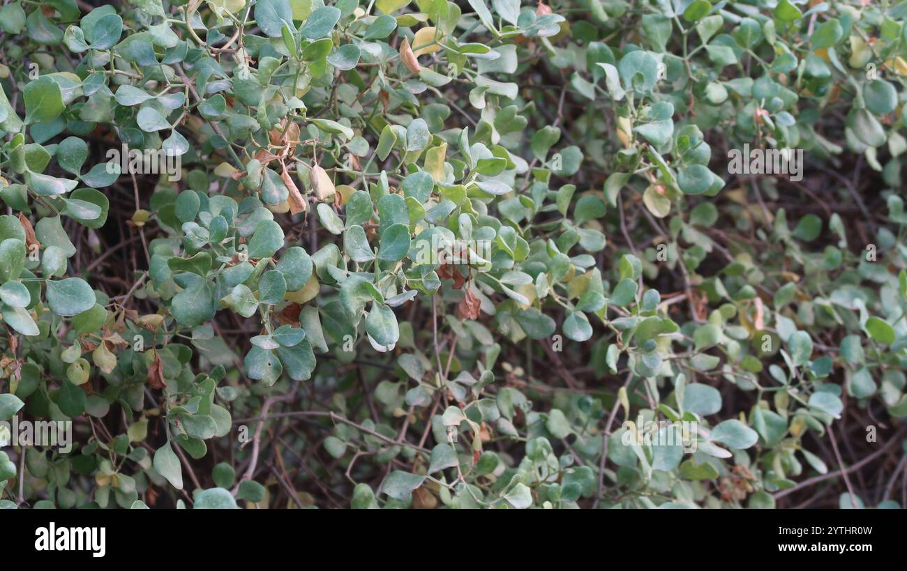Roepera hi-res stock photography and images - Alamy