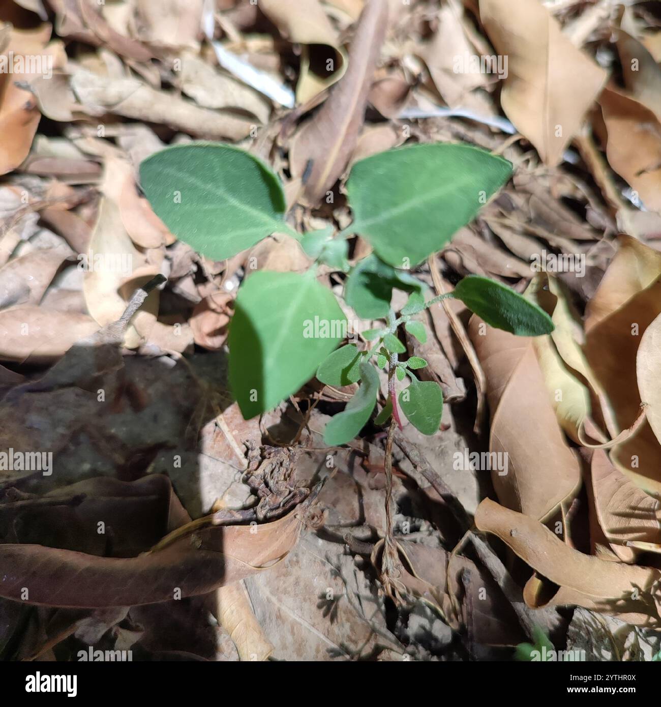Stinking Goosefoot (Chenopodium vulvaria Stock Photo - Alamy