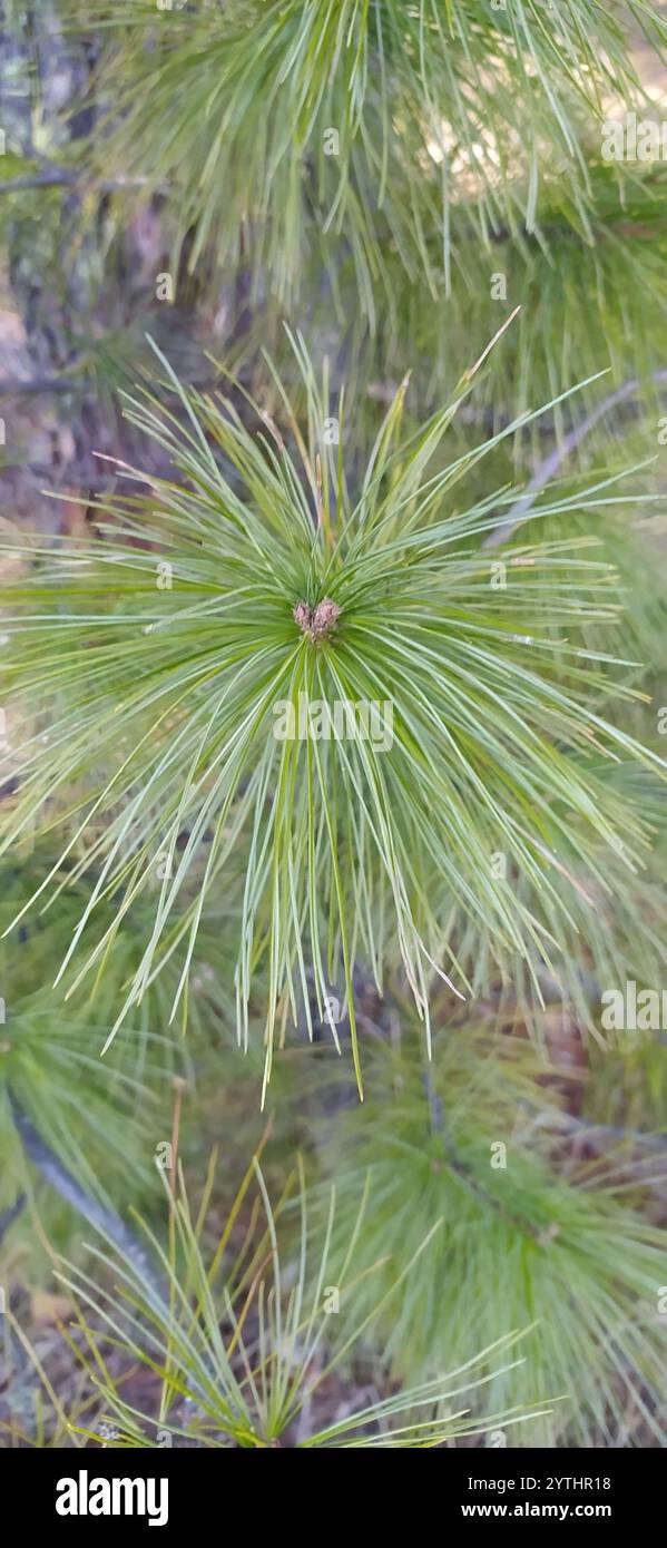 Siberian pine (Pinus sibirica Stock Photo - Alamy
