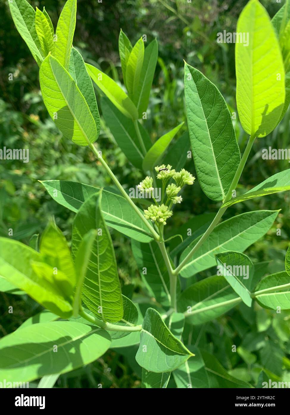 hemp dogbane (Apocynum cannabinum Stock Photo - Alamy