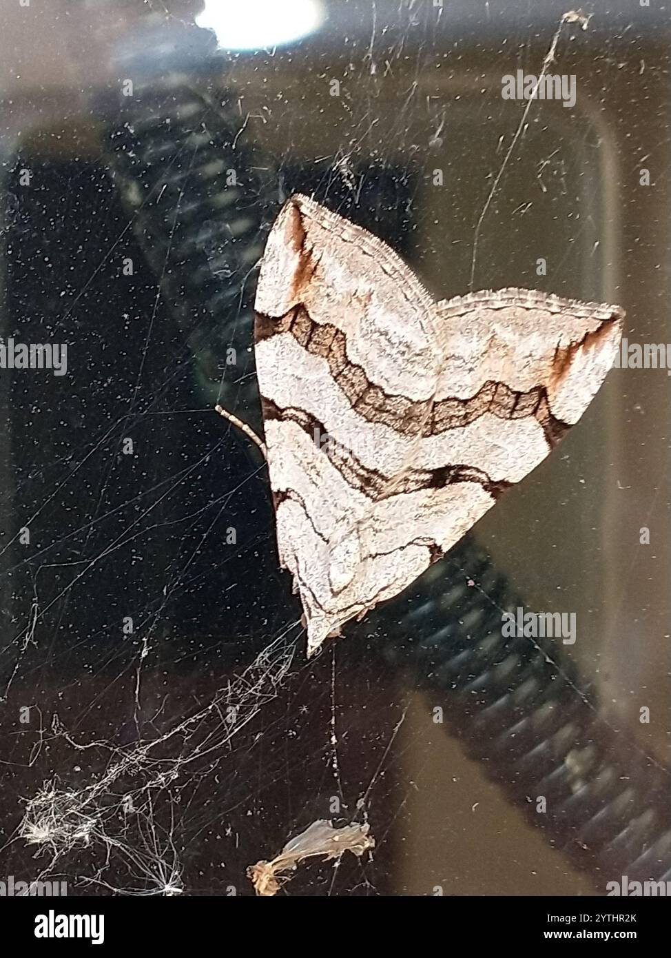 Treble Bar (Aplocera plagiata Stock Photo - Alamy