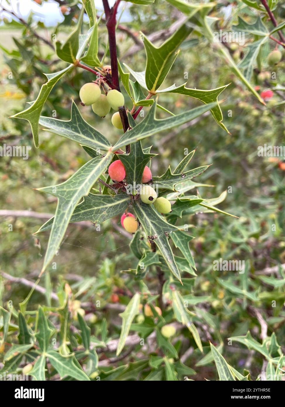 Agarita (Berberis trifoliolata Stock Photo - Alamy