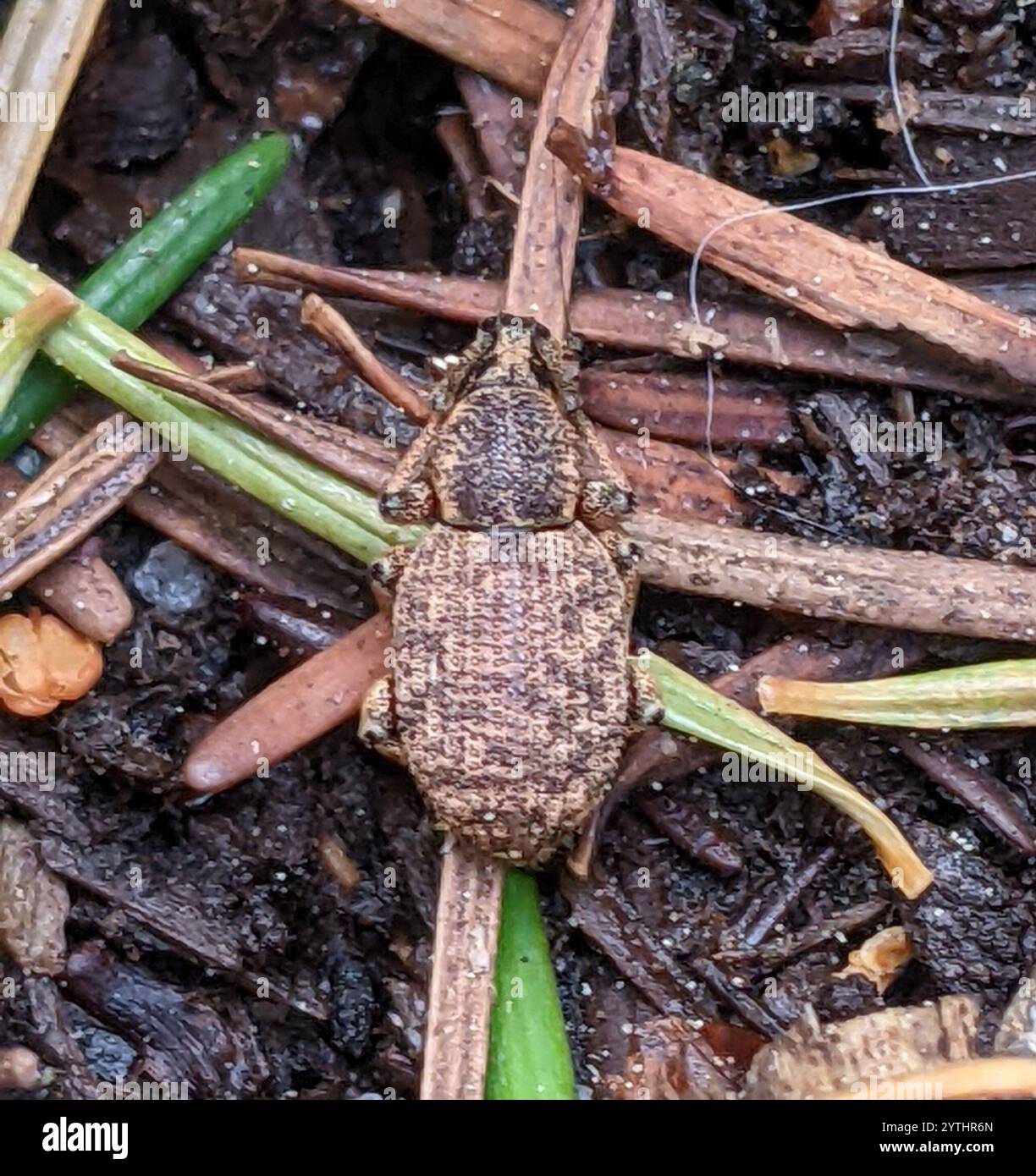 Clay-coloured Weevil (Otiorhynchus singularis Stock Photo - Alamy
