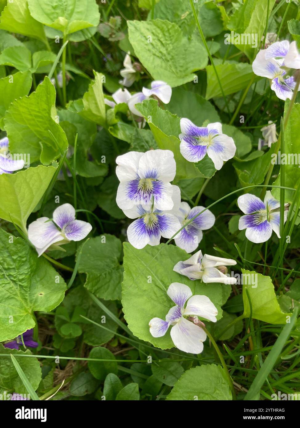 violet family (Violaceae Stock Photo - Alamy