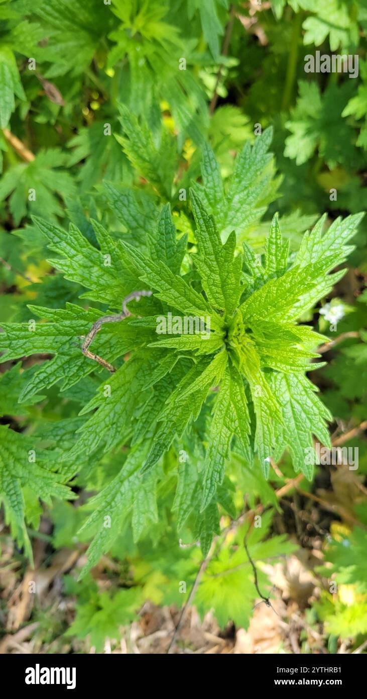 common motherwort (Leonurus cardiaca Stock Photo - Alamy
