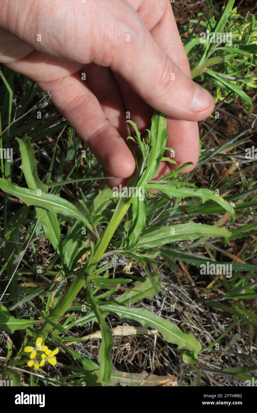 Prairie-rocket Wallflower (Erysimum asperum Stock Photo - Alamy