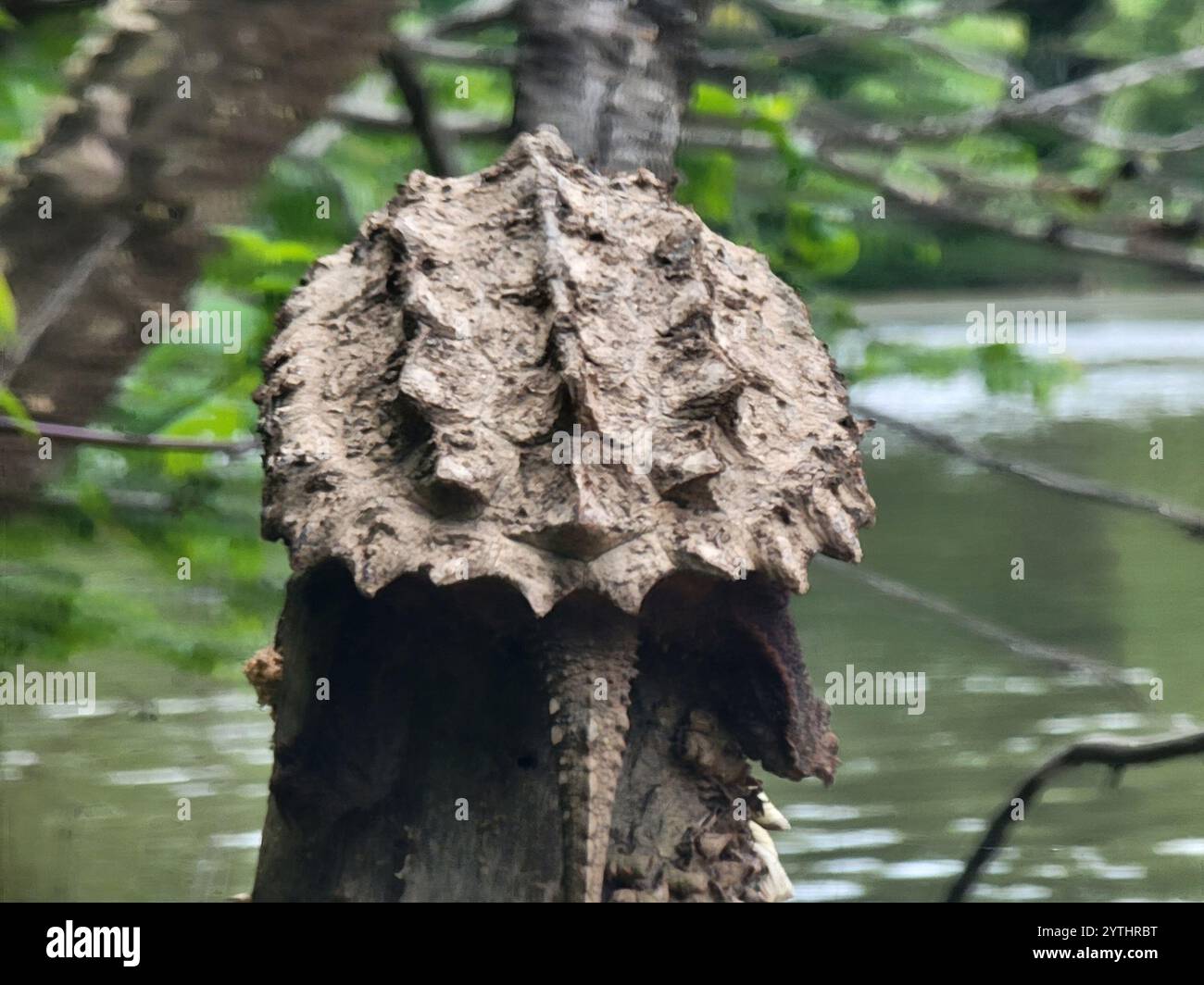 Alligator Snapping Turtle (Macrochelys temminckii Stock Photo - Alamy