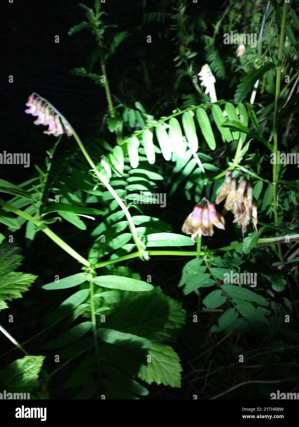 giant vetch (Vicia gigantea Stock Photo - Alamy