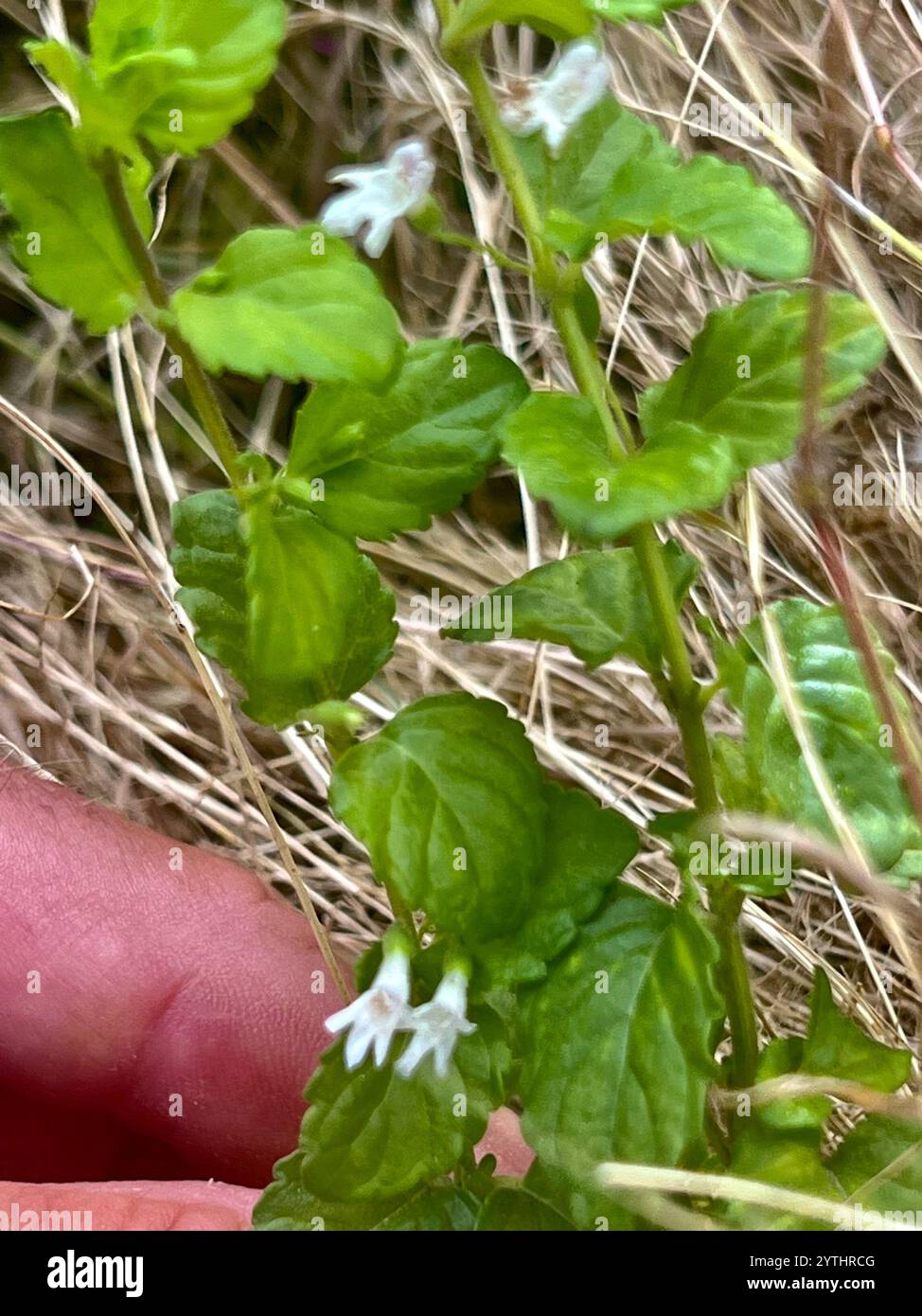 yerba buena (Clinopodium douglasii Stock Photo - Alamy