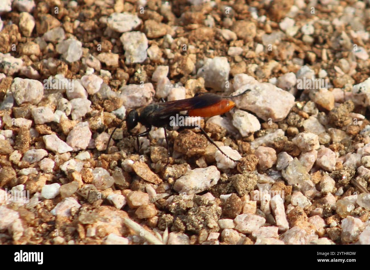 Sphex lucae hi-res stock photography and images - Alamy
