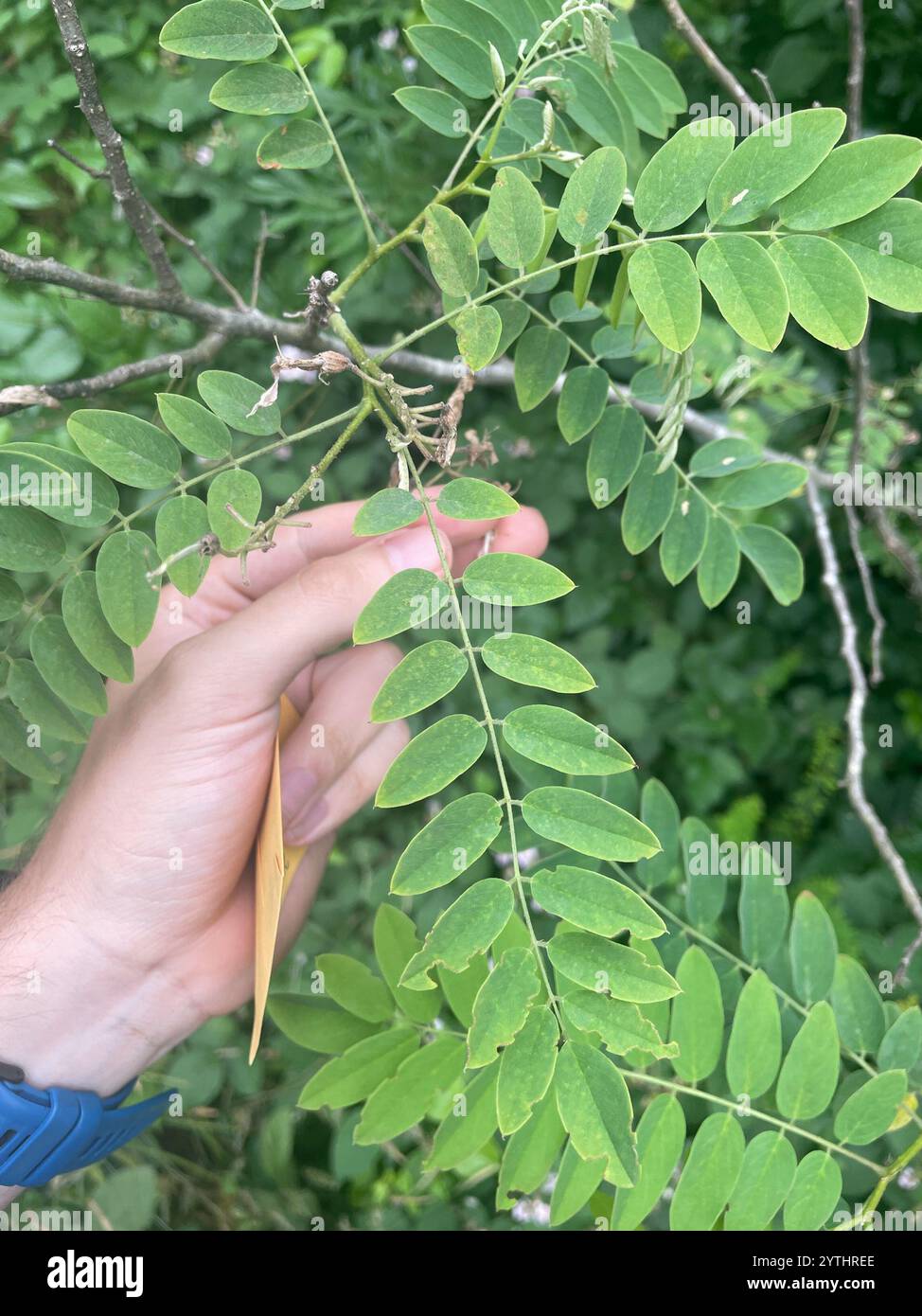 Clammy Locust (Robinia viscosa Stock Photo - Alamy