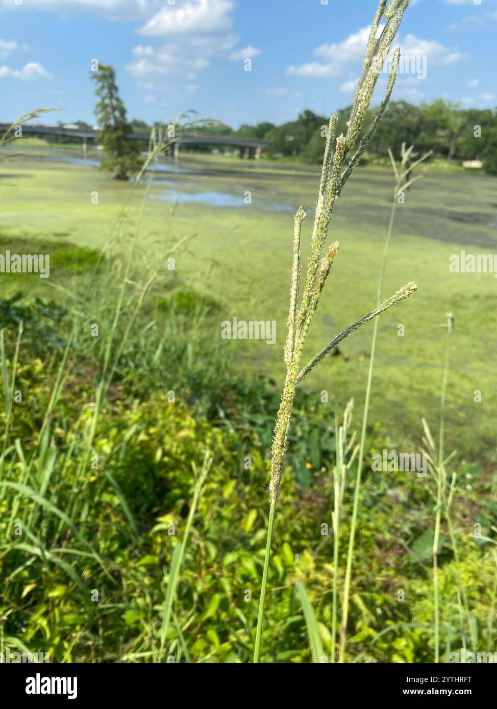 Vasey Grass (Paspalum urvillei Stock Photo - Alamy