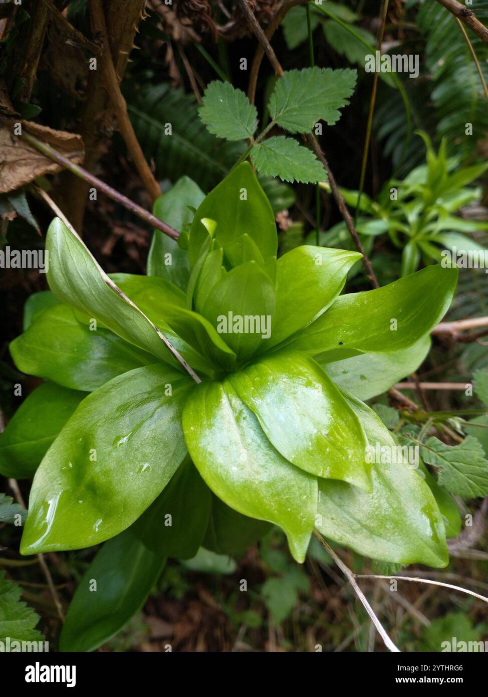 Columbia lily (Lilium columbianum Stock Photo - Alamy