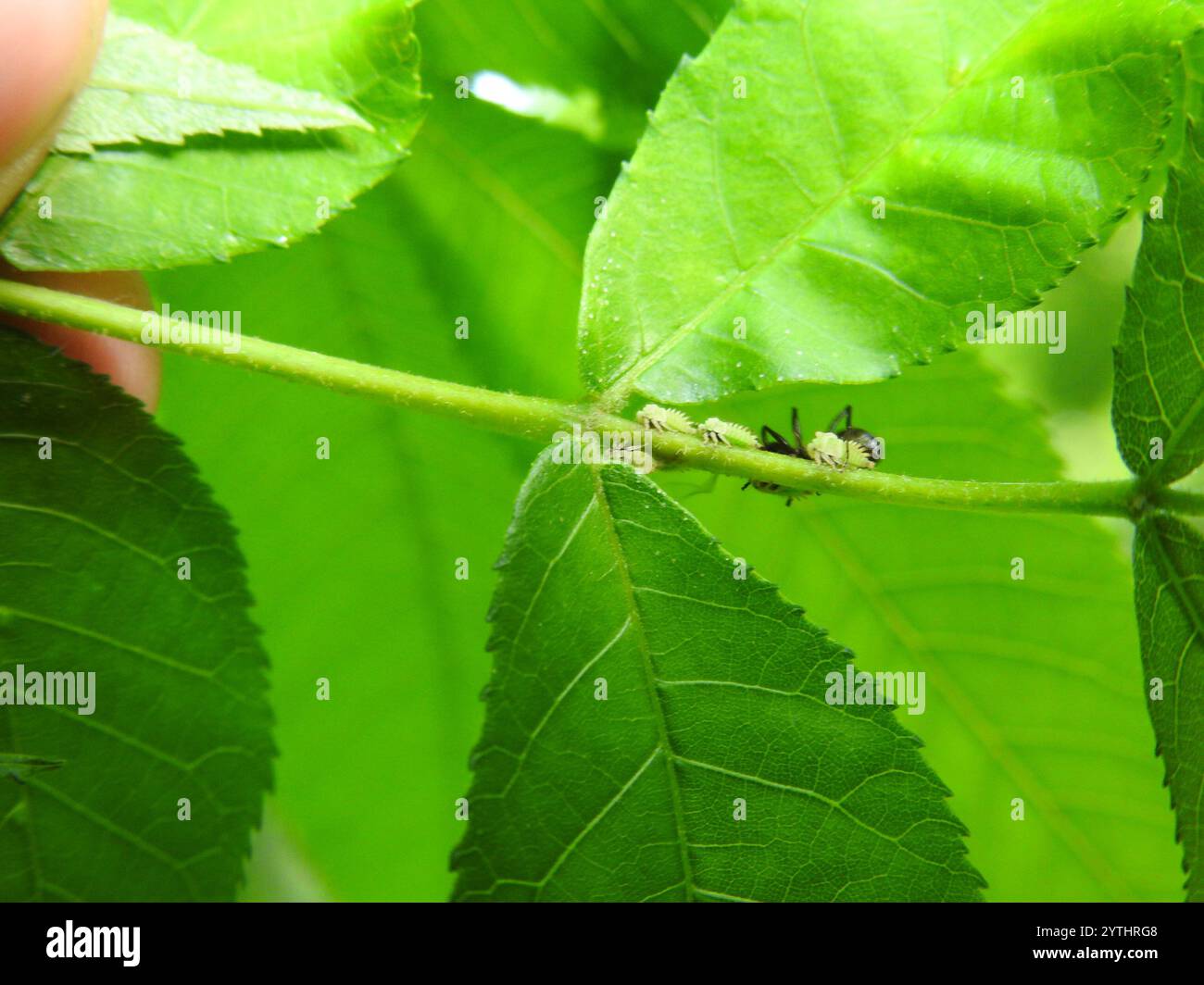 Typical Treehoppers (Membracidae Stock Photo - Alamy