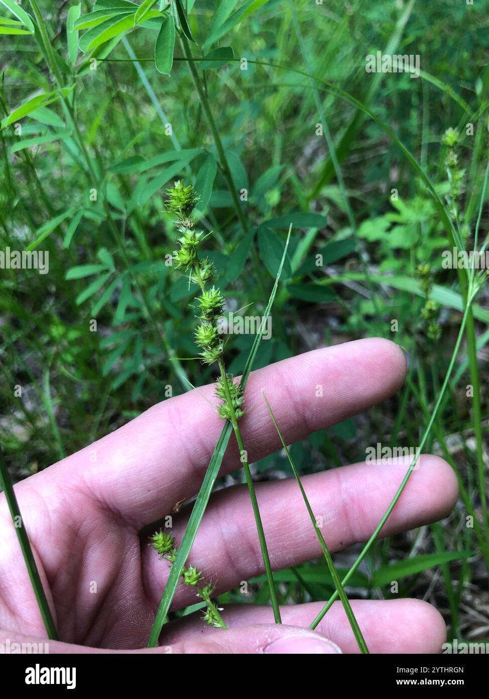 Eastern Fox Sedge (Carex triangularis Stock Photo - Alamy
