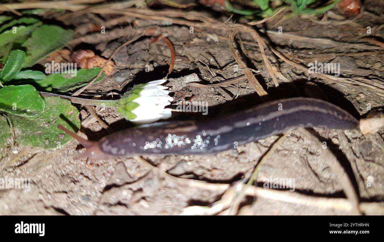 Leopard Slug (Limax maximus Stock Photo - Alamy