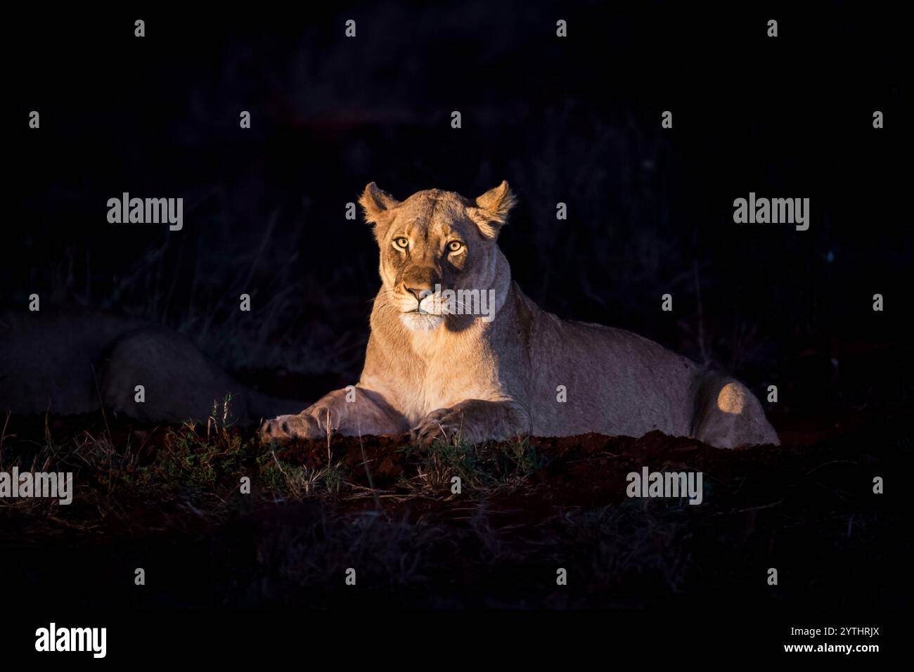 Jungle night tour hi-res stock photography and images - Alamy