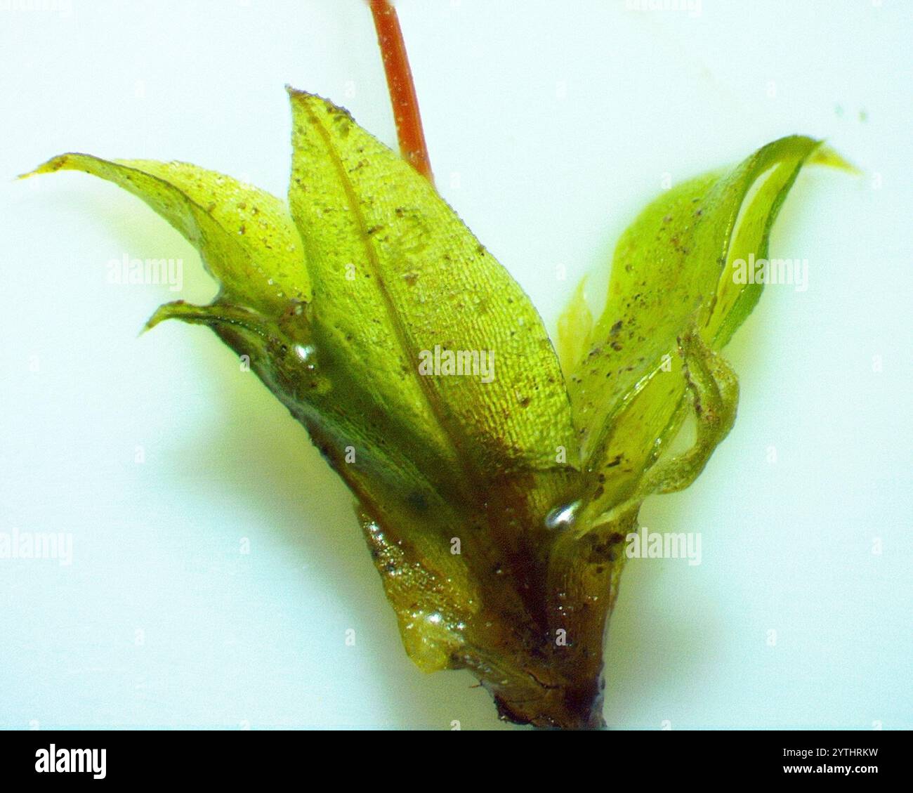 common bladder moss (Physcomitrium pyriforme Stock Photo - Alamy