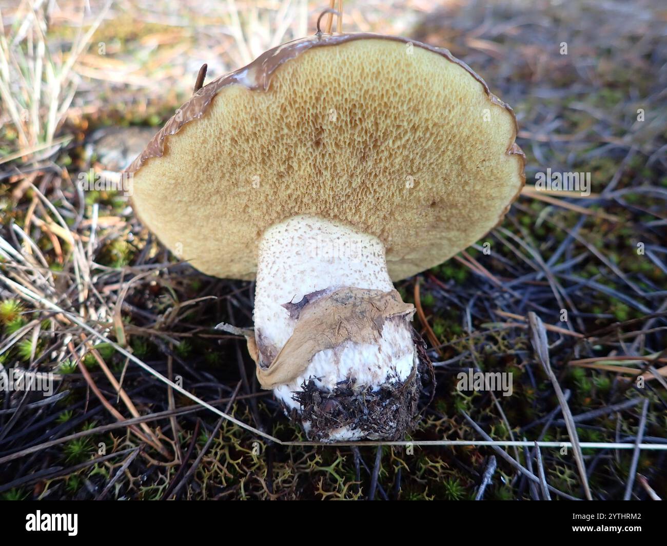 Purple-veiled Slippery Jack (Suillus luteus Stock Photo - Alamy