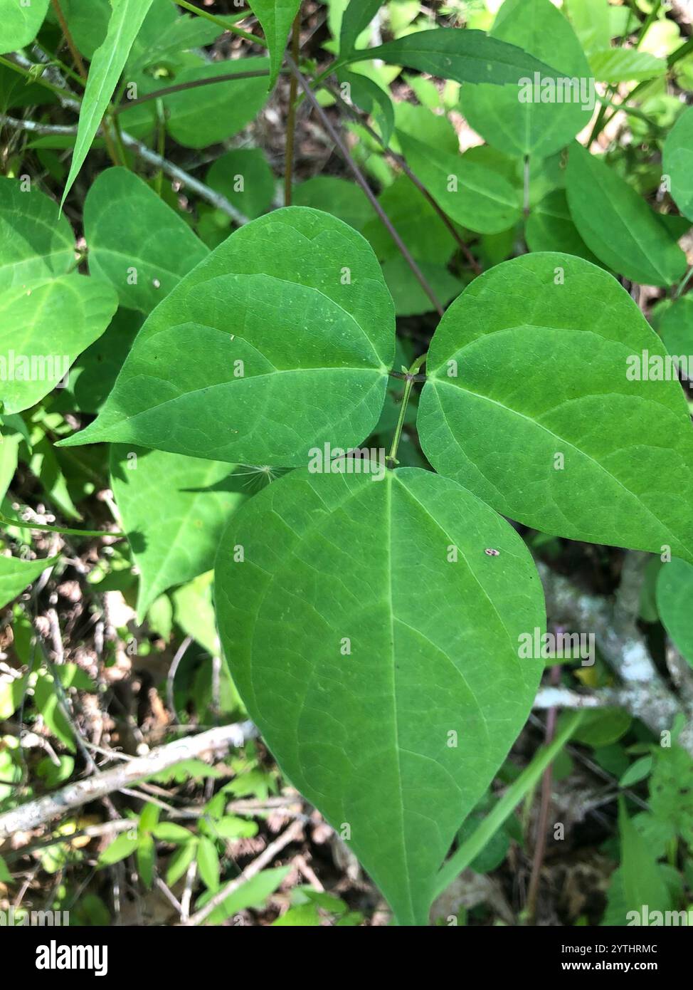 Polystachios hi-res stock photography and images - Alamy