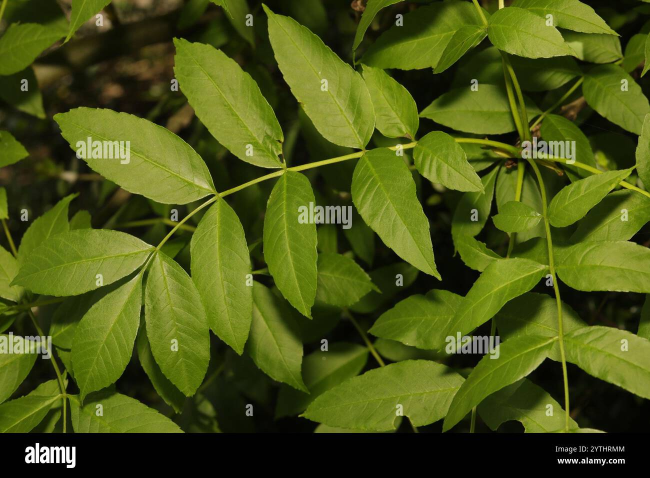 European ash (Fraxinus excelsior Stock Photo - Alamy