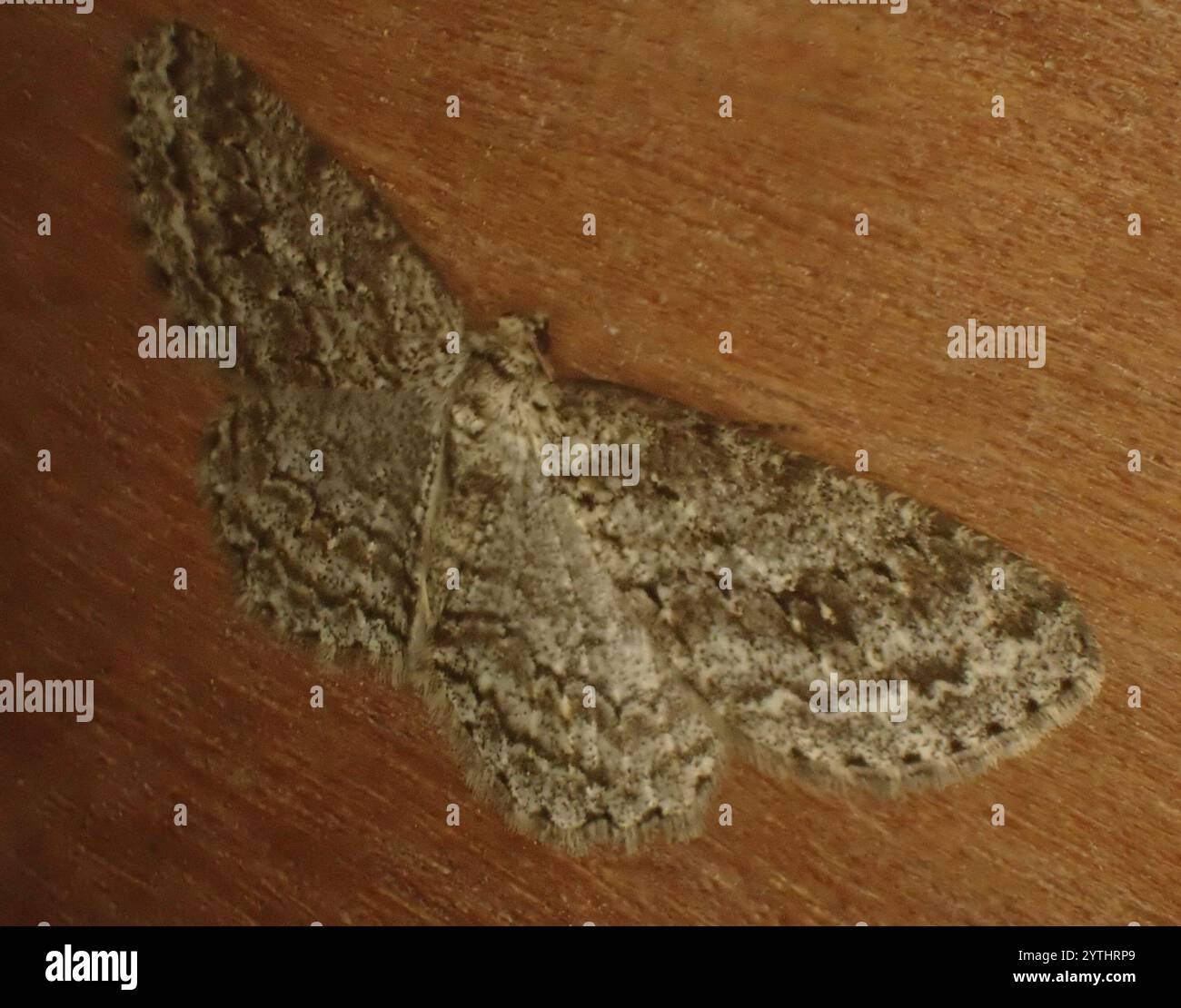 Small Engrailed (Ectropis crepuscularia Stock Photo - Alamy