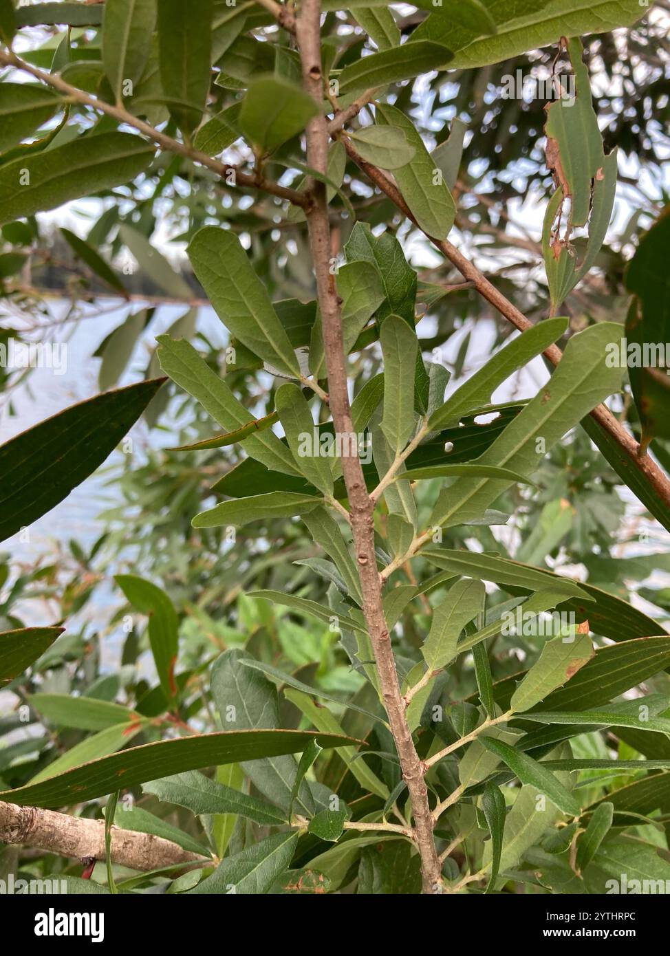 southern live oak (Quercus virginiana Stock Photo - Alamy