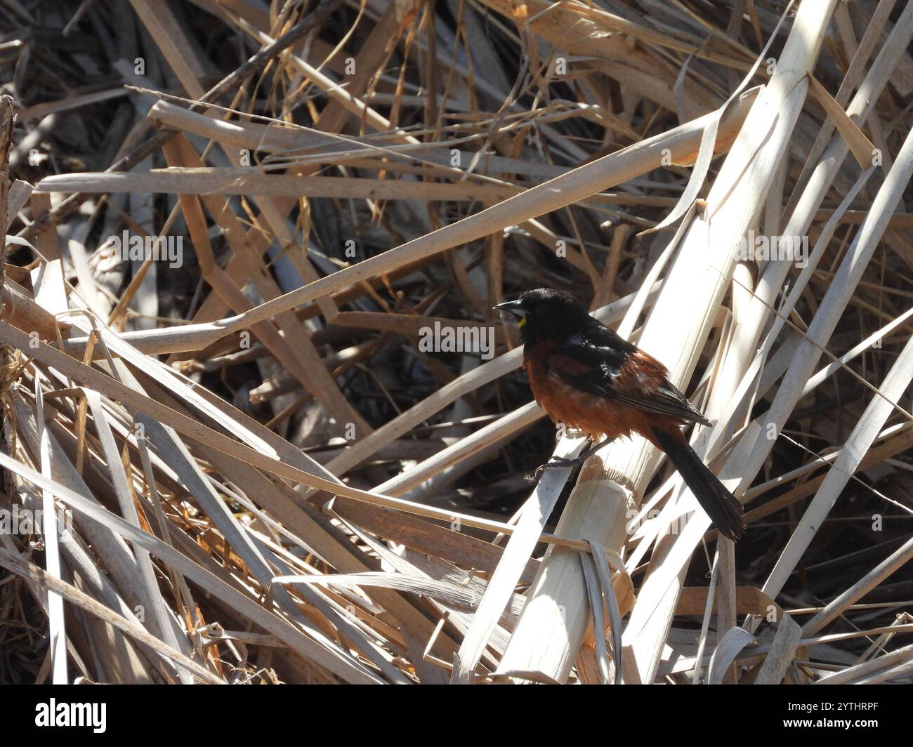 Orchard Oriole (Icterus spurius Stock Photo - Alamy