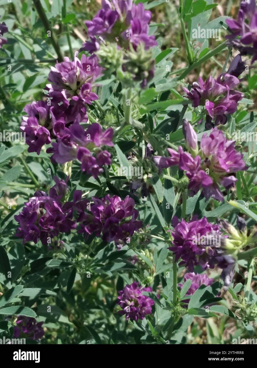 Alfalfa (Medicago sativa Stock Photo - Alamy