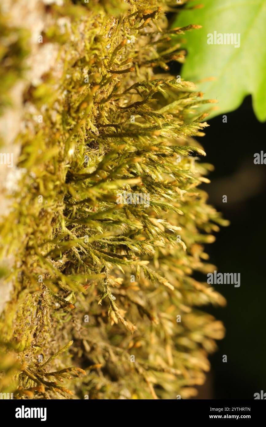 Lateral Cryphaea (Cryphaea heteromalla Stock Photo - Alamy