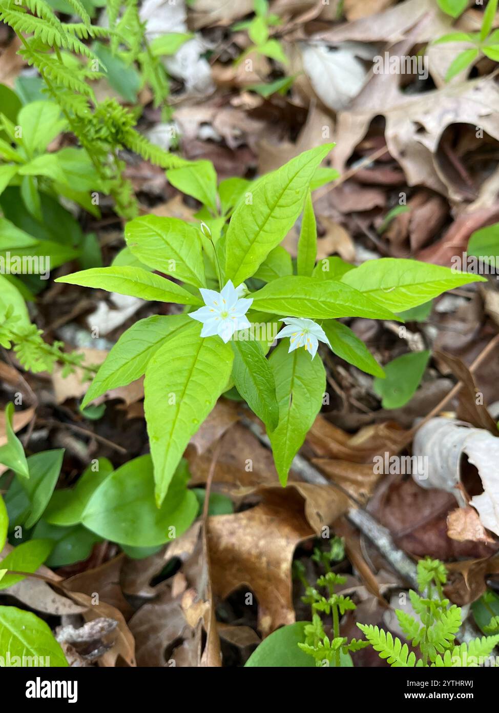northern starflower (Lysimachia borealis Stock Photo - Alamy