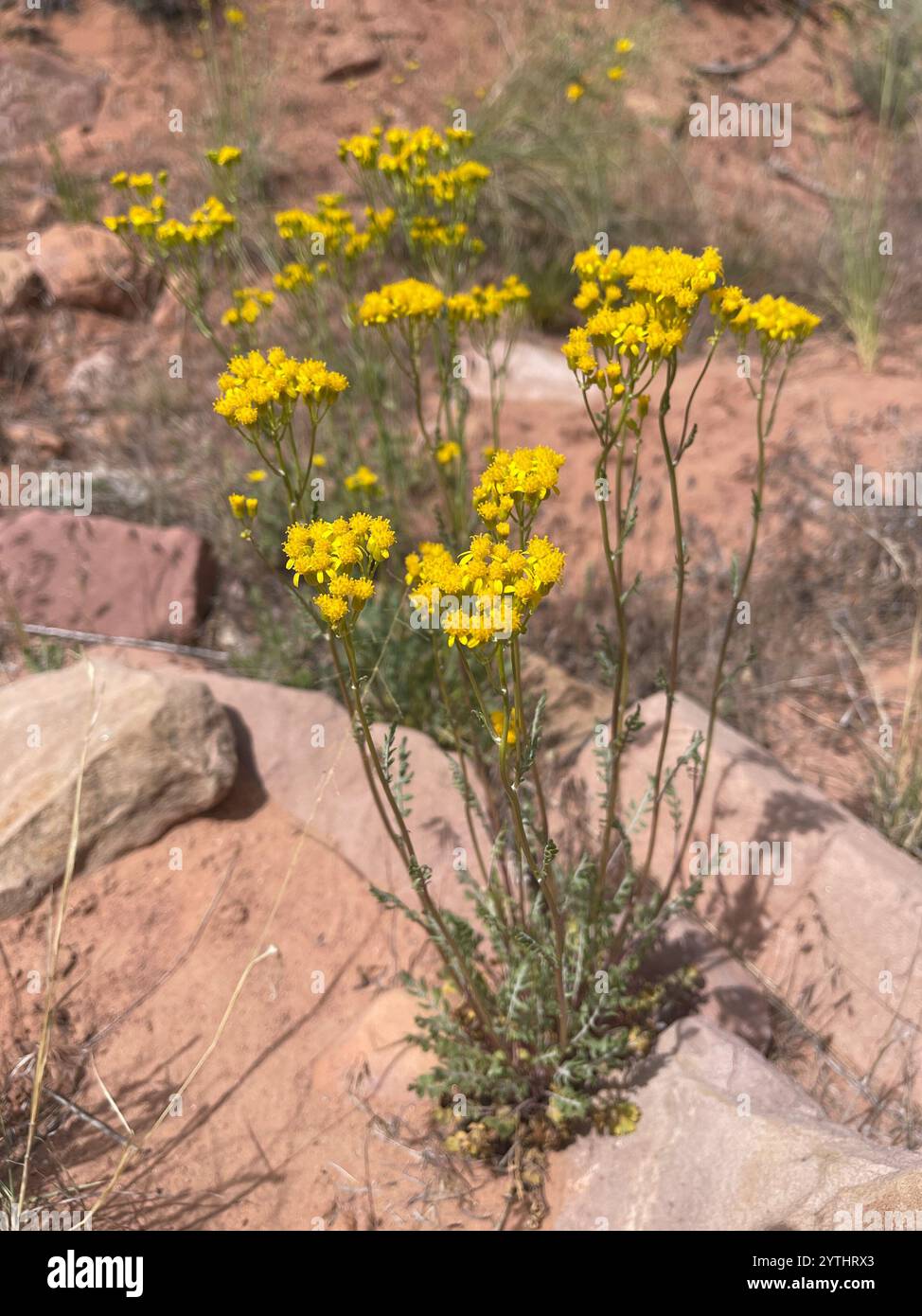 Packera multilobata hi-res stock photography and images - Alamy