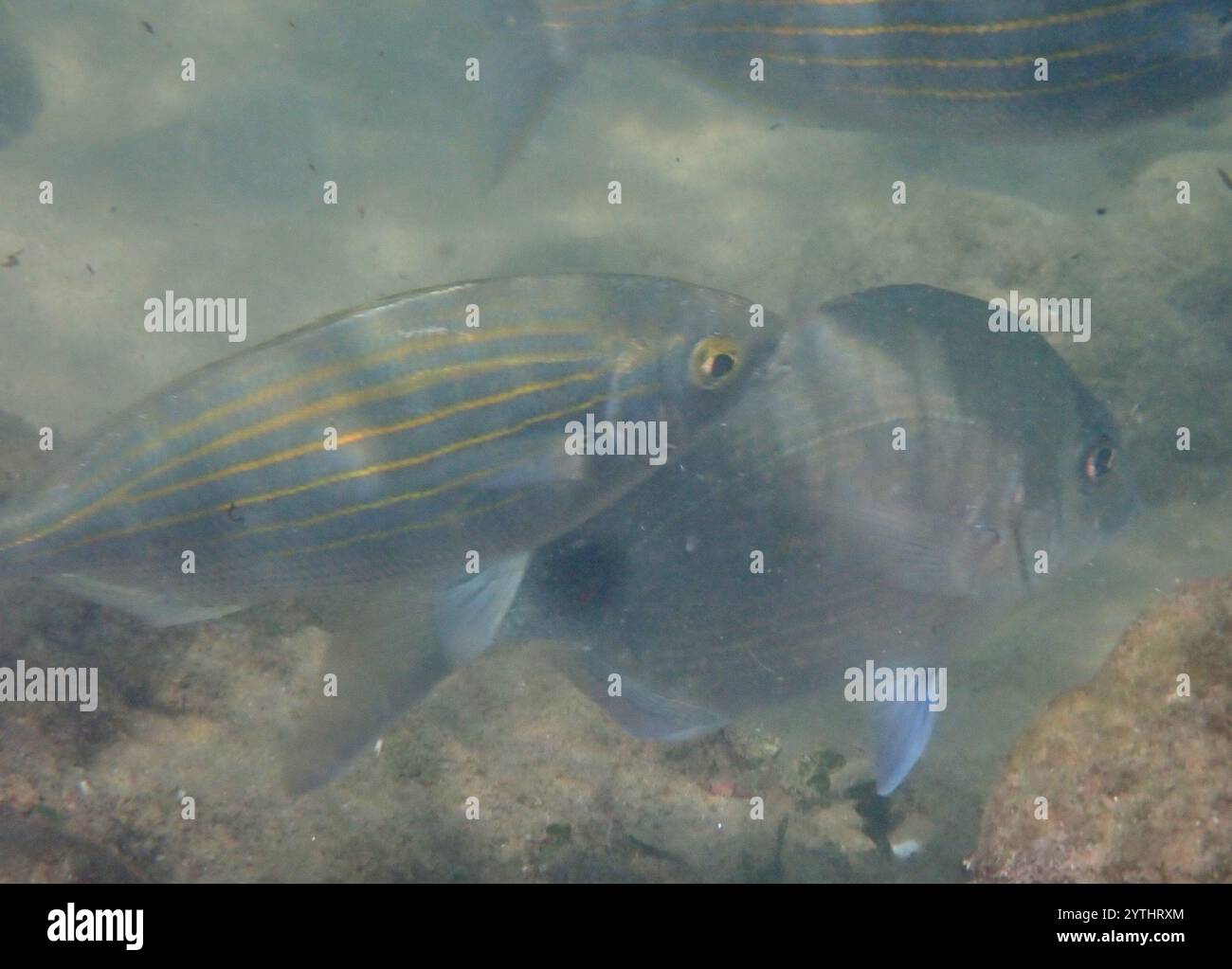Salema Porgy (Sarpa salpa Stock Photo - Alamy