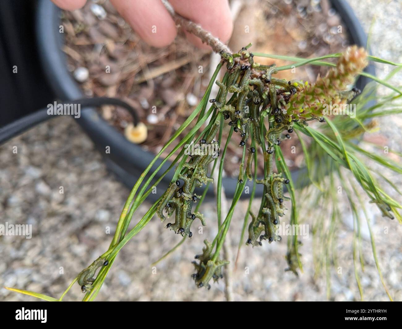 European Pine Sawfly (Neodiprion sertifer Stock Photo - Alamy