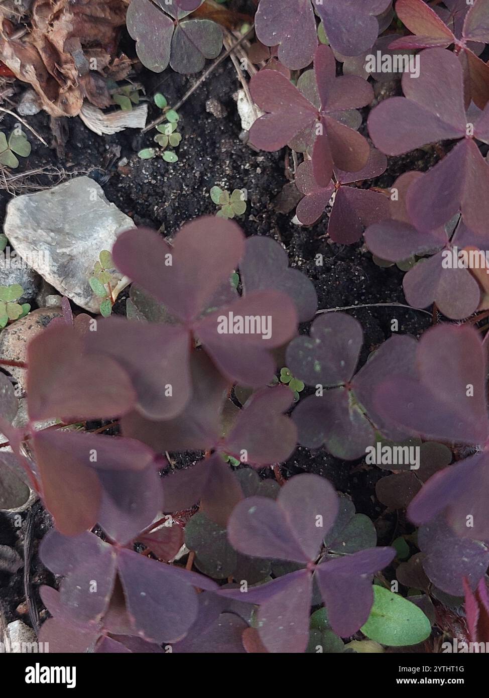 (Oxalis stricta rufa Stock Photo - Alamy